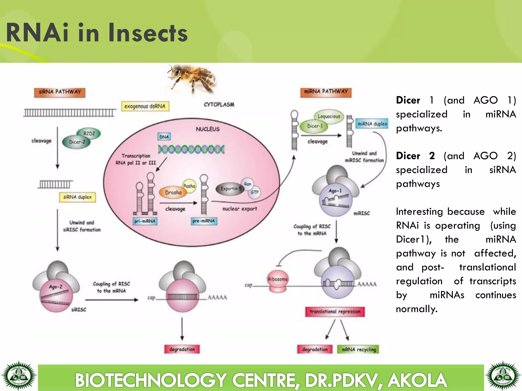 Rna interference in insect pest management | PPT