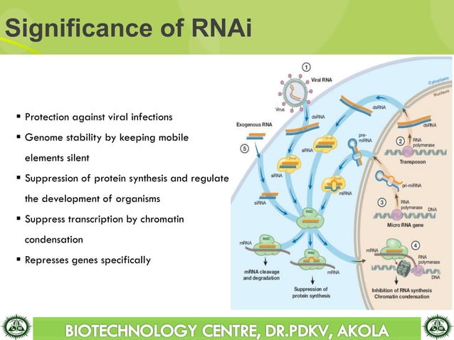 Rna interference in insect pest management | PDF