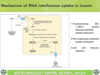 Rna interference in insect pest management | PDF