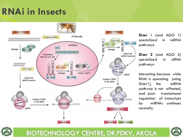 Rna interference in insect pest management