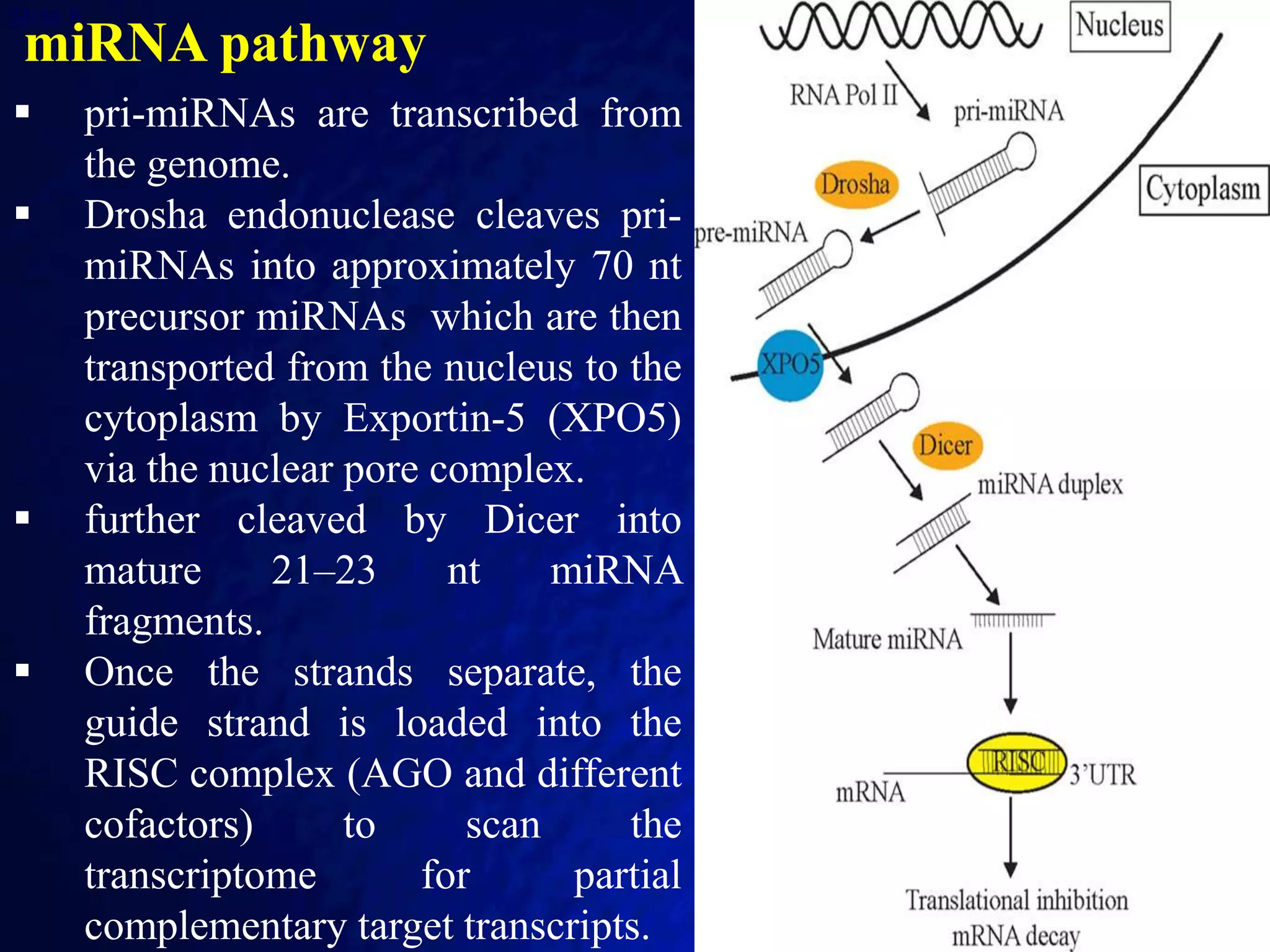 RNA interference in insect pest management (RNAi in ipm) | PPT