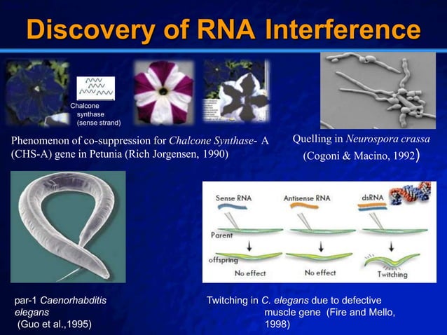 Rna Interference In Insect Pest Management Rnai In Ipm Ppt Beekeeping Hobbies And Interests