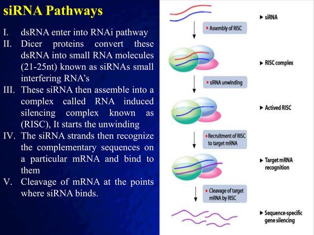 Rna Interference In Insect Pest Management Rnai In Ipm Ppt Beekeeping Hobbies And Interests