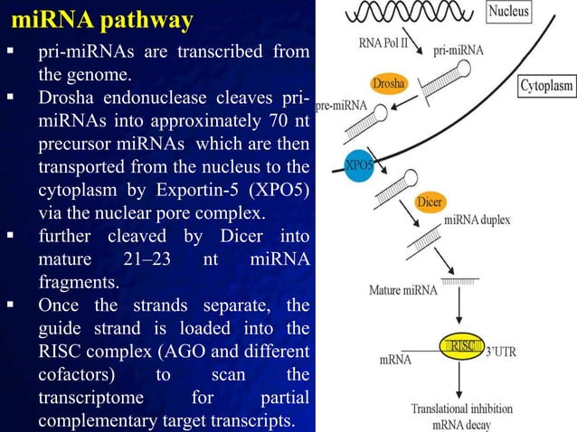 Rna Interference In Insect Pest Management Rnai In Ipm Ppt Beekeeping Hobbies And Interests
