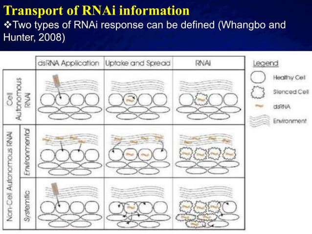 Rna Interference In Insect Pest Management Rnai In Ipm Ppt Beekeeping Hobbies And Interests
