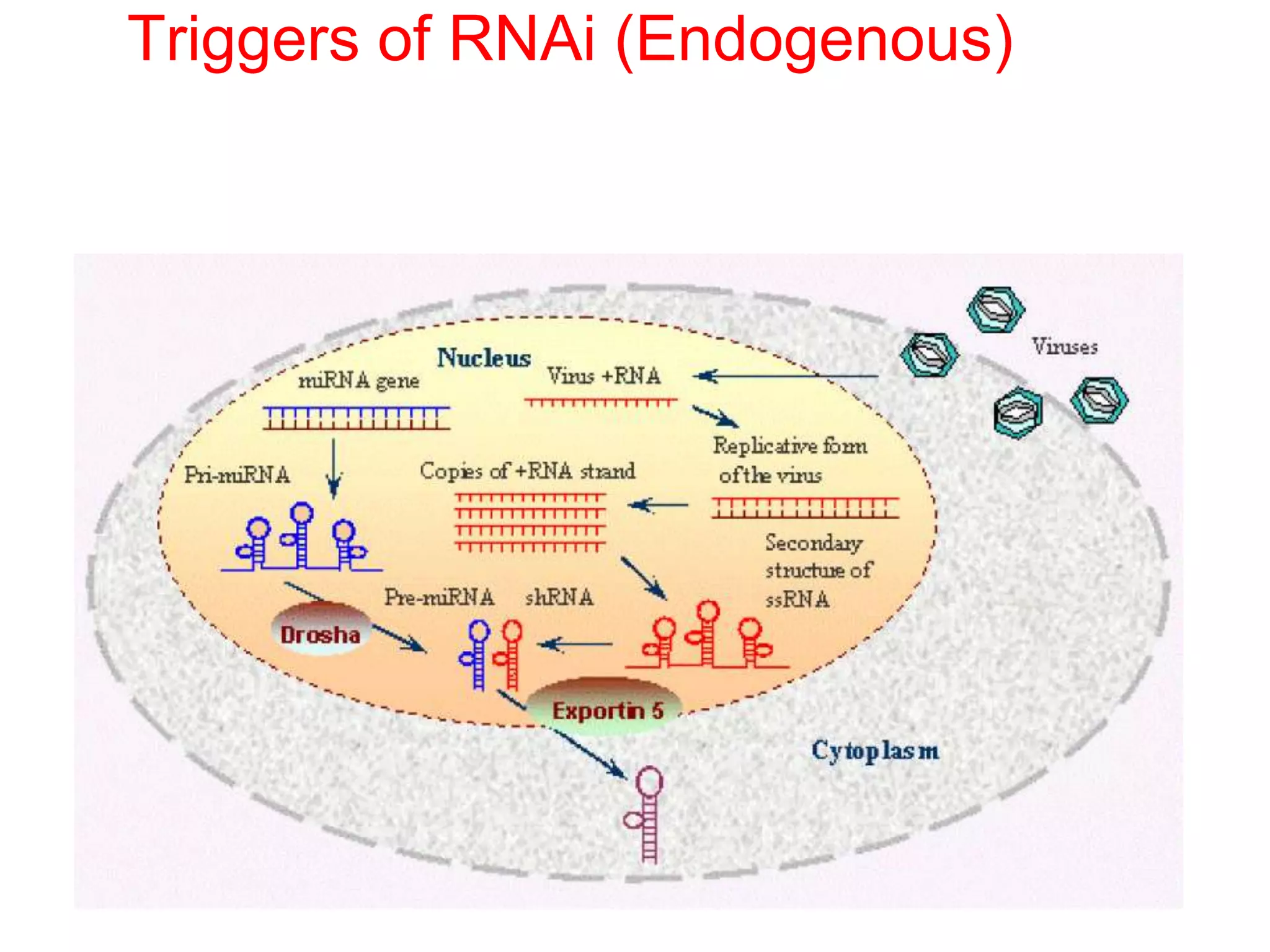 RNA interference (RNAi) | PPTX