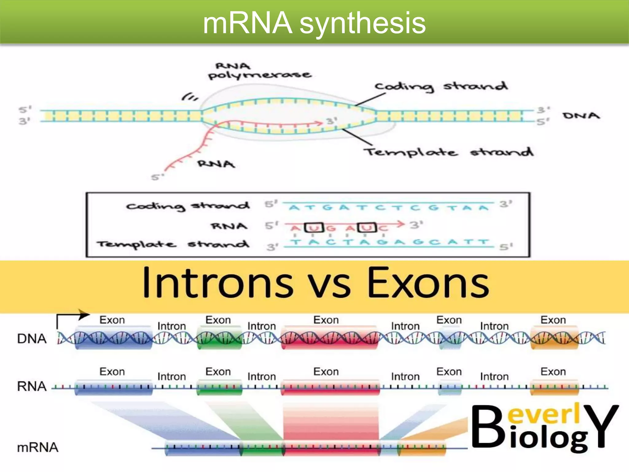 Rna interference (rn ai) | PPTX | Biological Sciences | Science