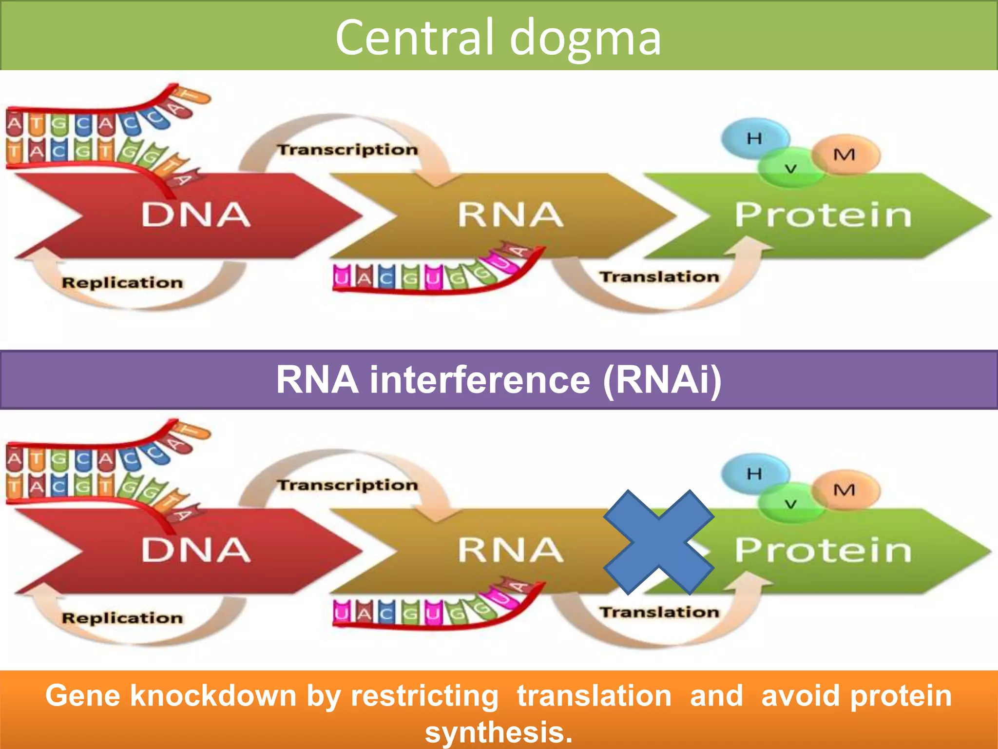 Rna interference (rn ai) | PPTX | Biological Sciences | Science