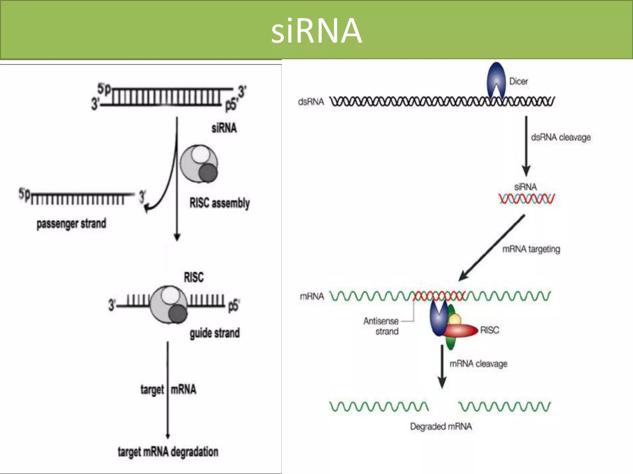 Rna interference (rn ai) | PPTX | Biological Sciences | Science
