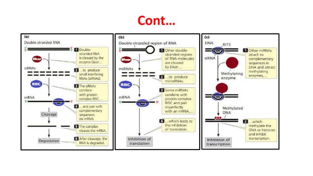 RNA interference (RNAi) in plants | PPTX | Gardening | Home & Garden