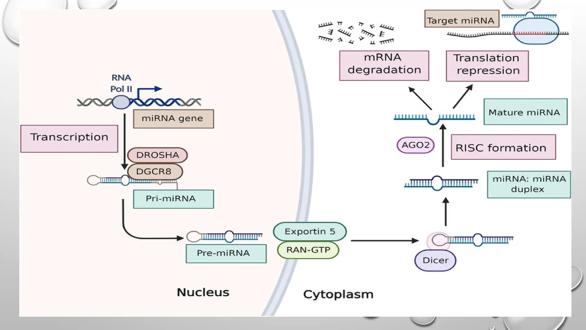 RNA INTERFERENCE ( SI-RNA ^0 mi-RNA ) (1).pptx