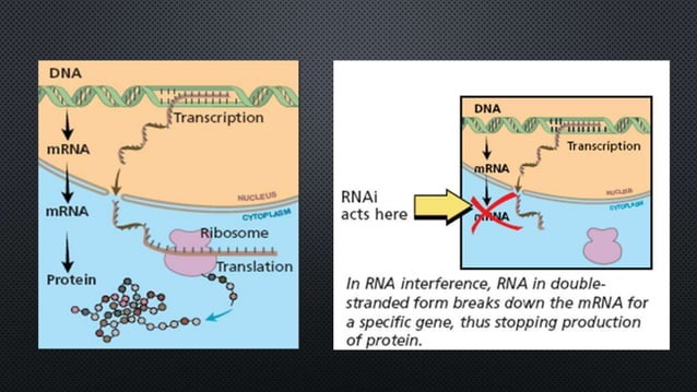 RNA interference technology fisheries and aquaculture | PPT