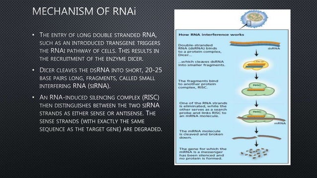 RNA interference technology fisheries and aquaculture | PPT