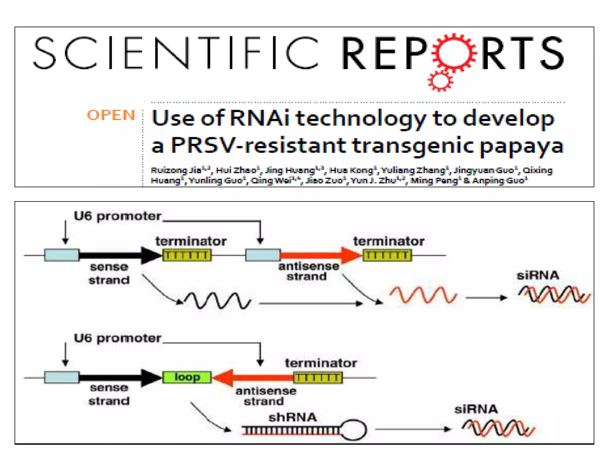 Rna interfernce | PPTX