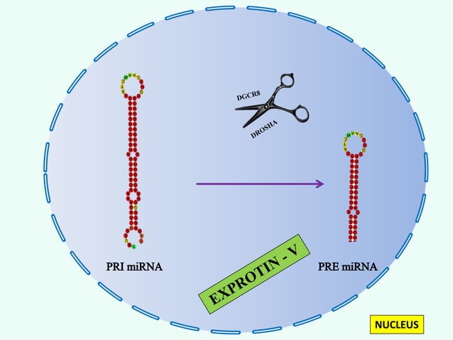 Rna interfernce | PPT