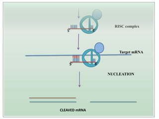 Rna interfernce | PPTX
