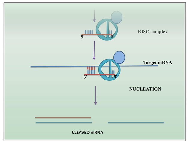Rna interfernce | PPT