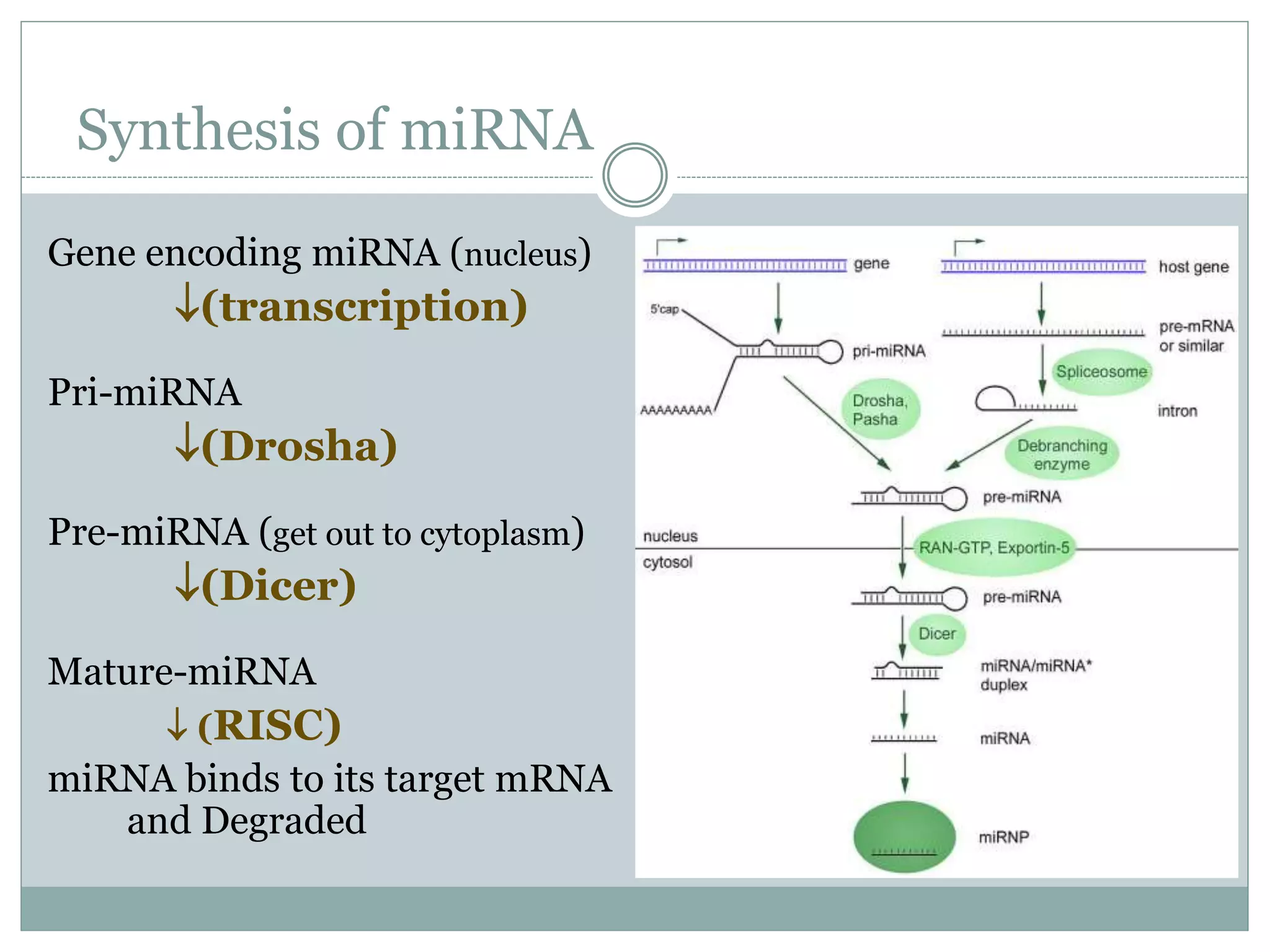 RNA interfernce | PPT