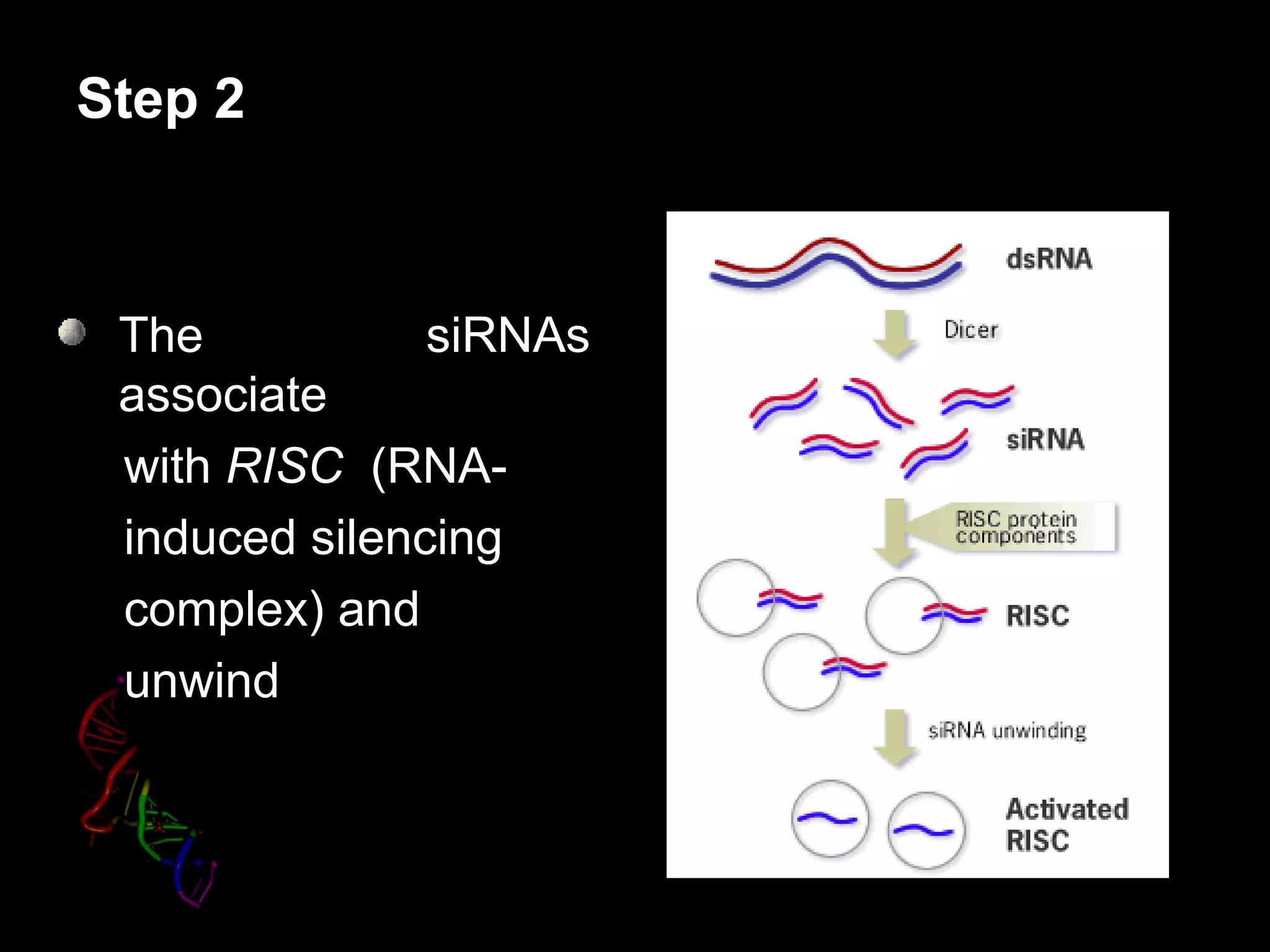 Rna interfernce ppt | PPT