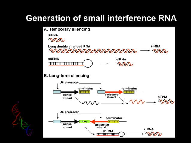 Rna interfernce ppt | PPT | Chemistry | Science