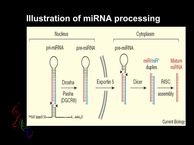 Rna interfernce ppt | PPT | Chemistry | Science