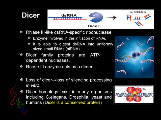 Rna interfernce ppt | PPT | Chemistry | Science