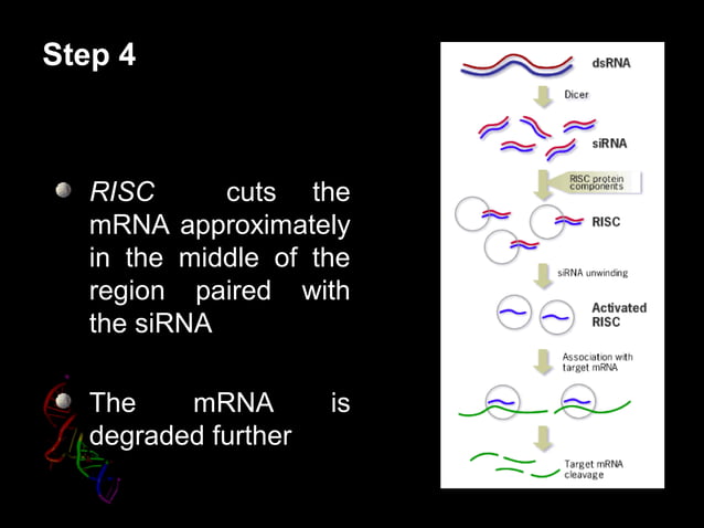 Rna interfernce ppt | PPT | Chemistry | Science