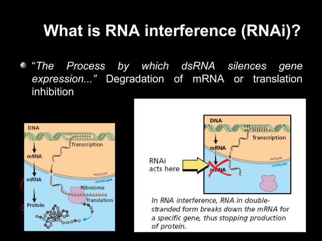 Rna interfernce ppt | PPT | Chemistry | Science