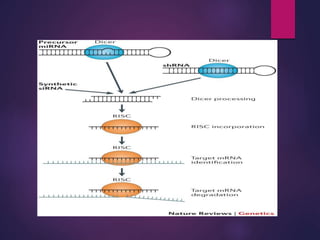 RNA – i PATHWAY | PPTX