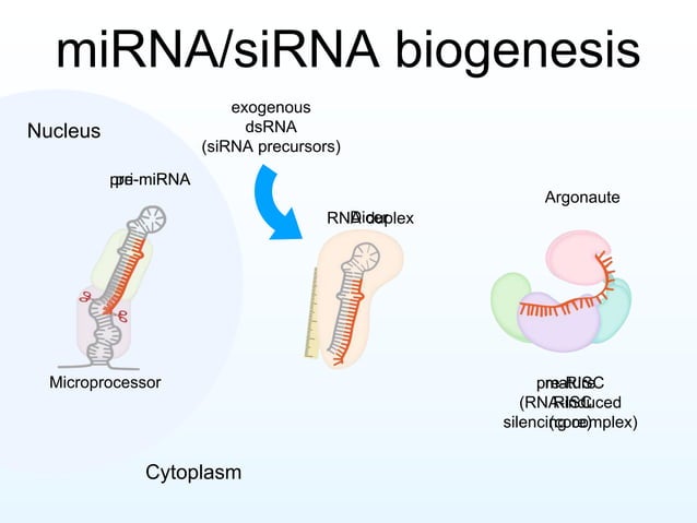 RNAi and microRNA-mediated gene regulation | PPTX | Genetics | Science