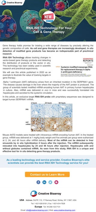 RNA ISH Technology For Your Cell & Gene Therapy-Creative Bioarray-com.pdf