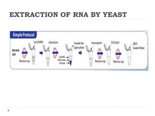 RNA isolation | PPTX