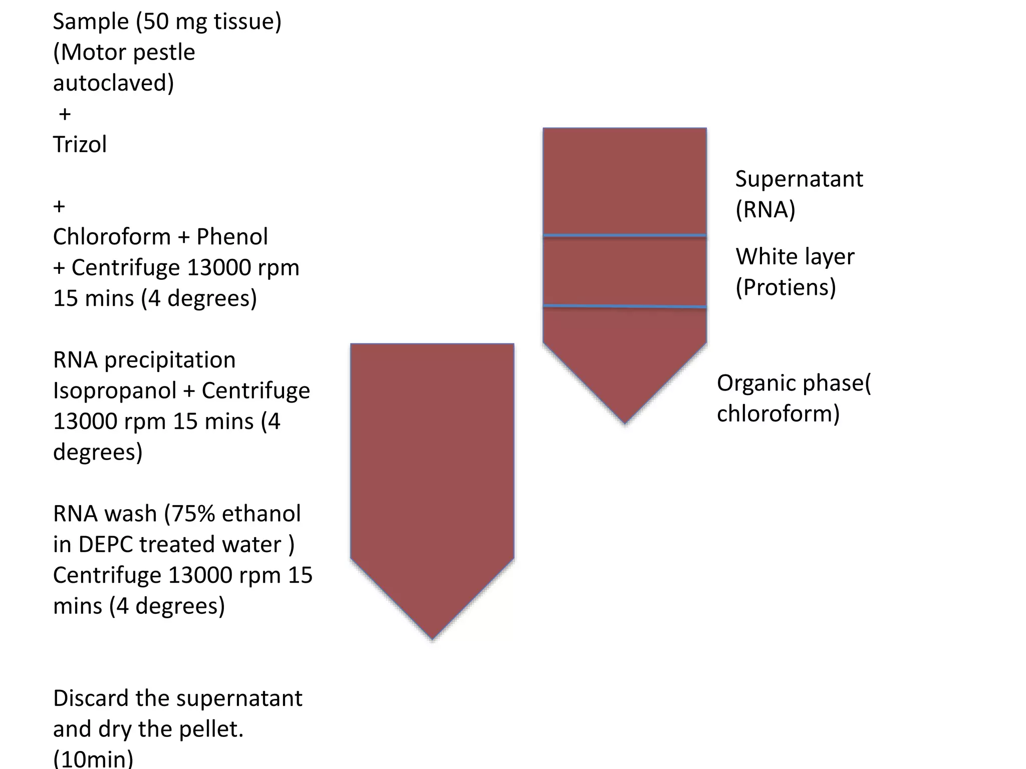 RNA Isolation.pptx