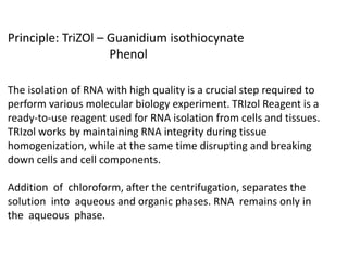 RNA Isolation.pptx