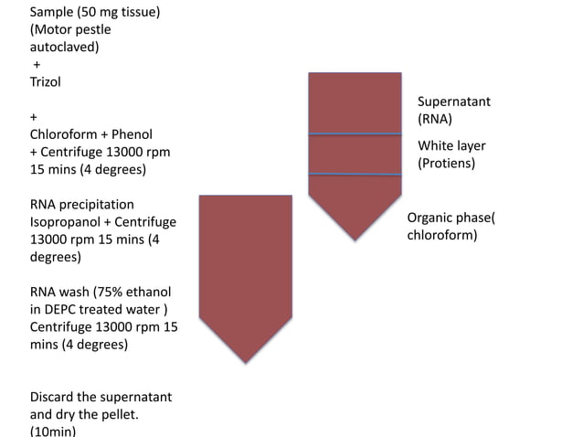RNA Isolation.pptx