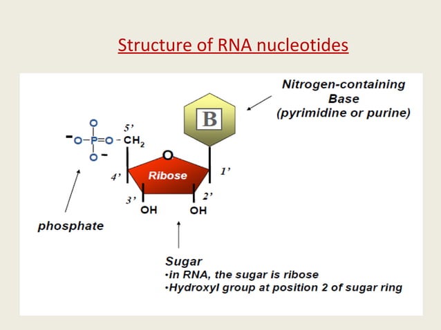 Isolation of RNA and its application | PPT