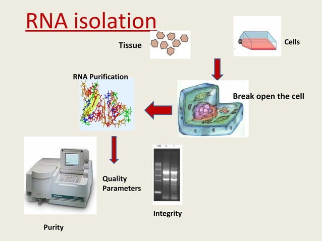 Isolation of RNA and its application | PPT