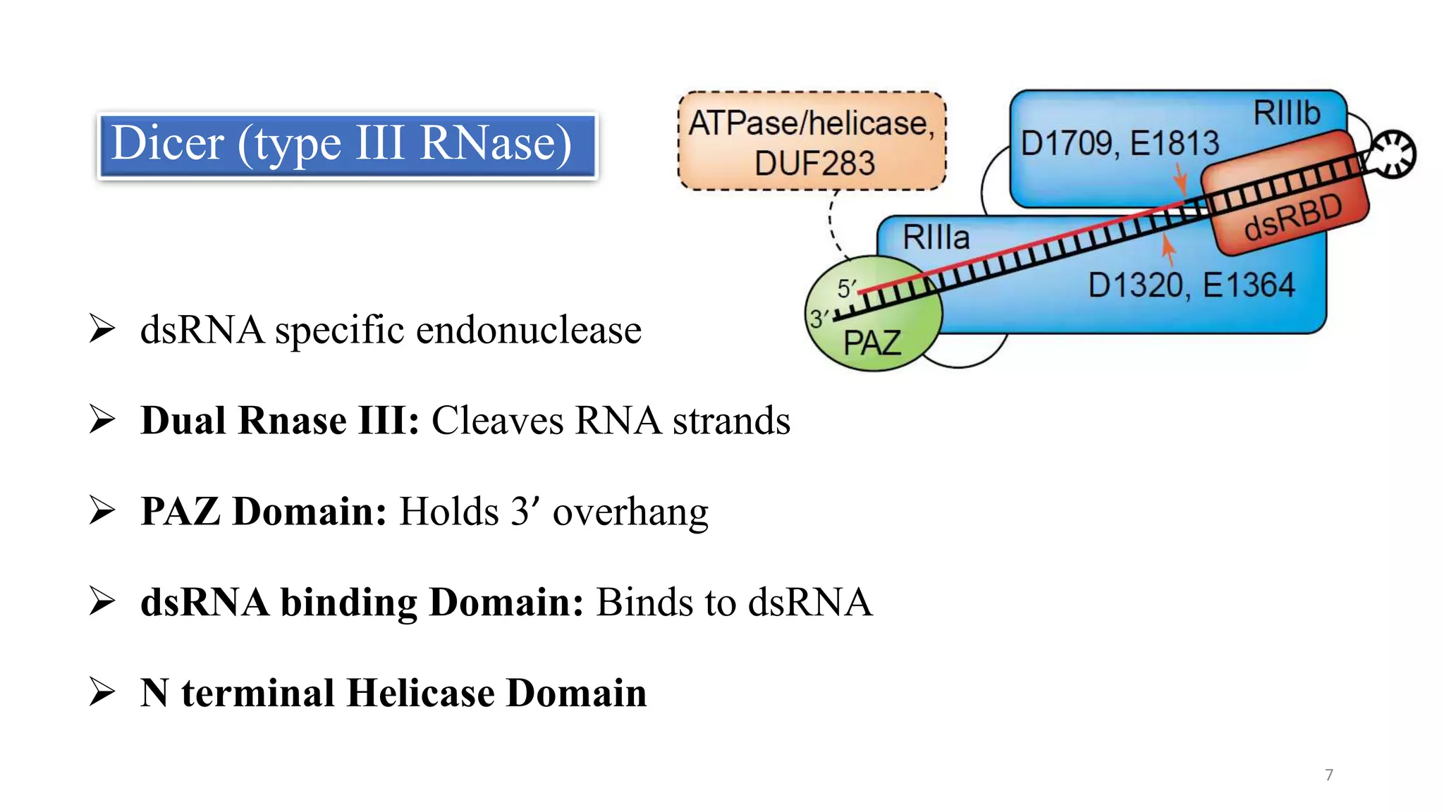 RNA INTERFERENCE TECHNOLOGY | PPTX | Chemistry | Science