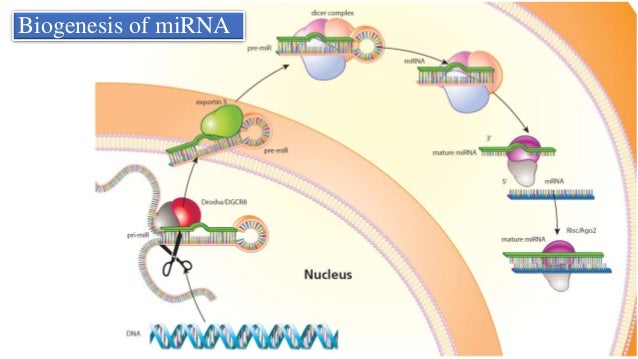 RNA INTERFERENCE TECHNOLOGY