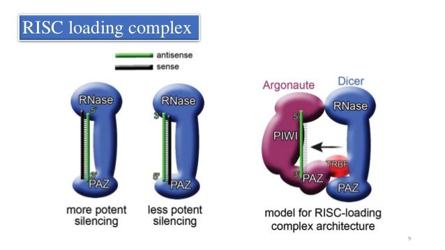 RNA INTERFERENCE TECHNOLOGY