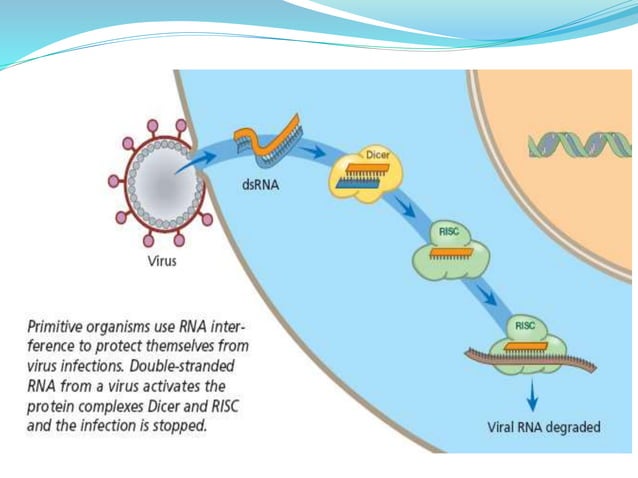 Antisence RNA and RNA Interference Technology | PPT | Chemistry | Science