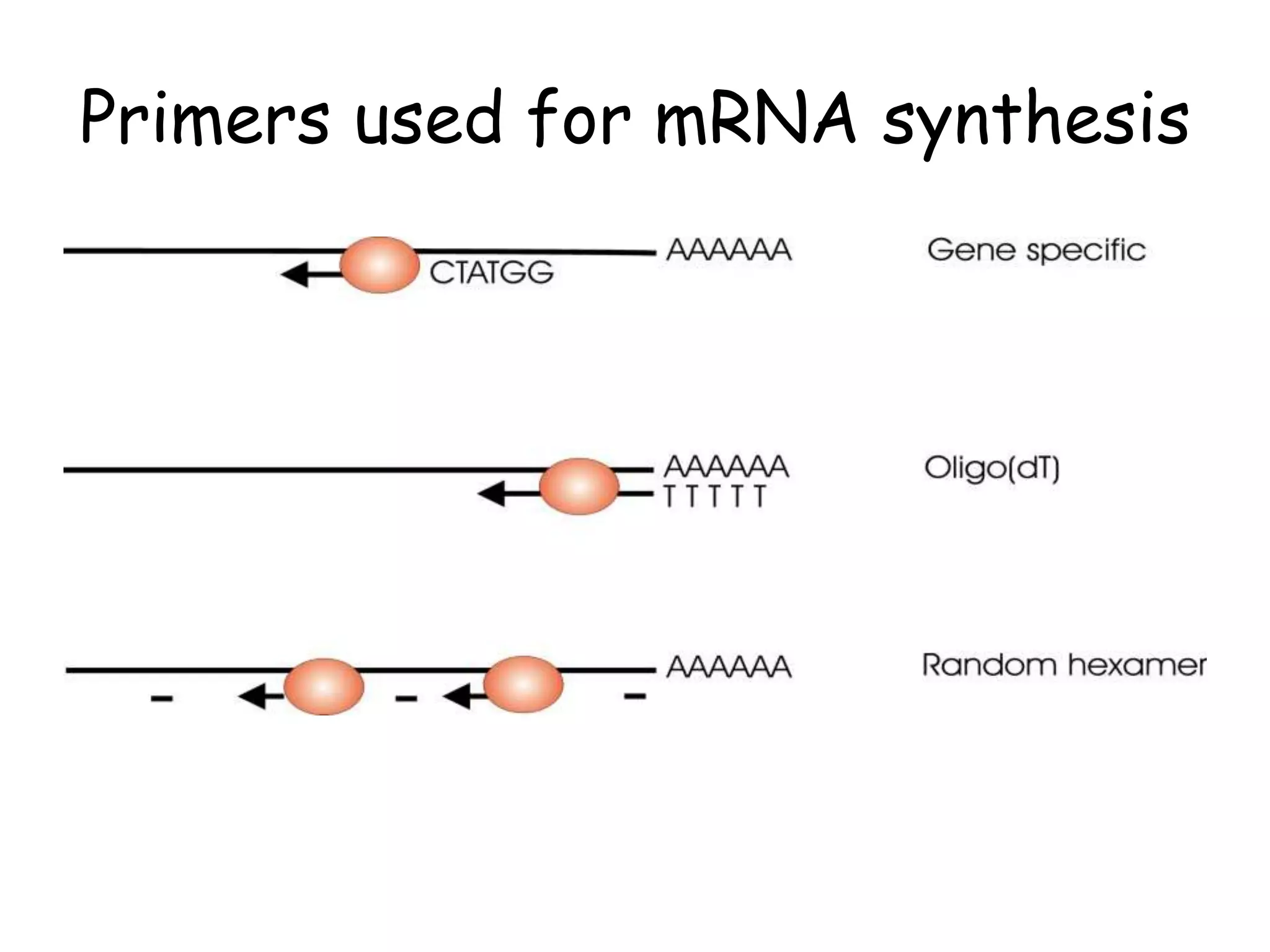 RNA lab 021215.pptx