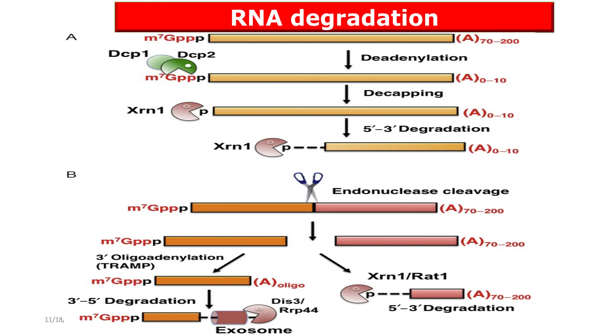 RNA METABOLISM II.pdf