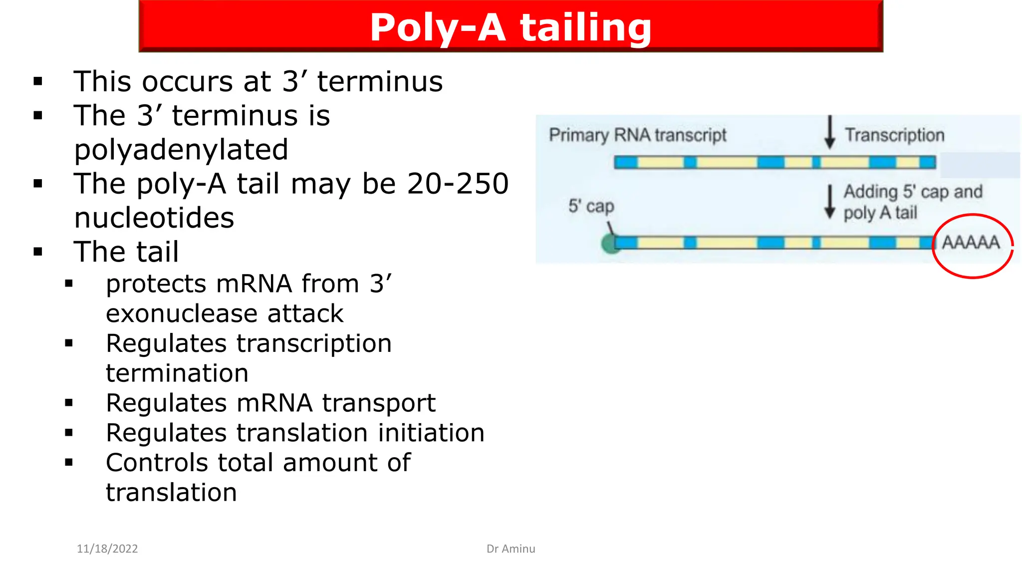 RNA METABOLISM II.pdf
