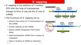 RNA METABOLISM II.pdf | Free Download