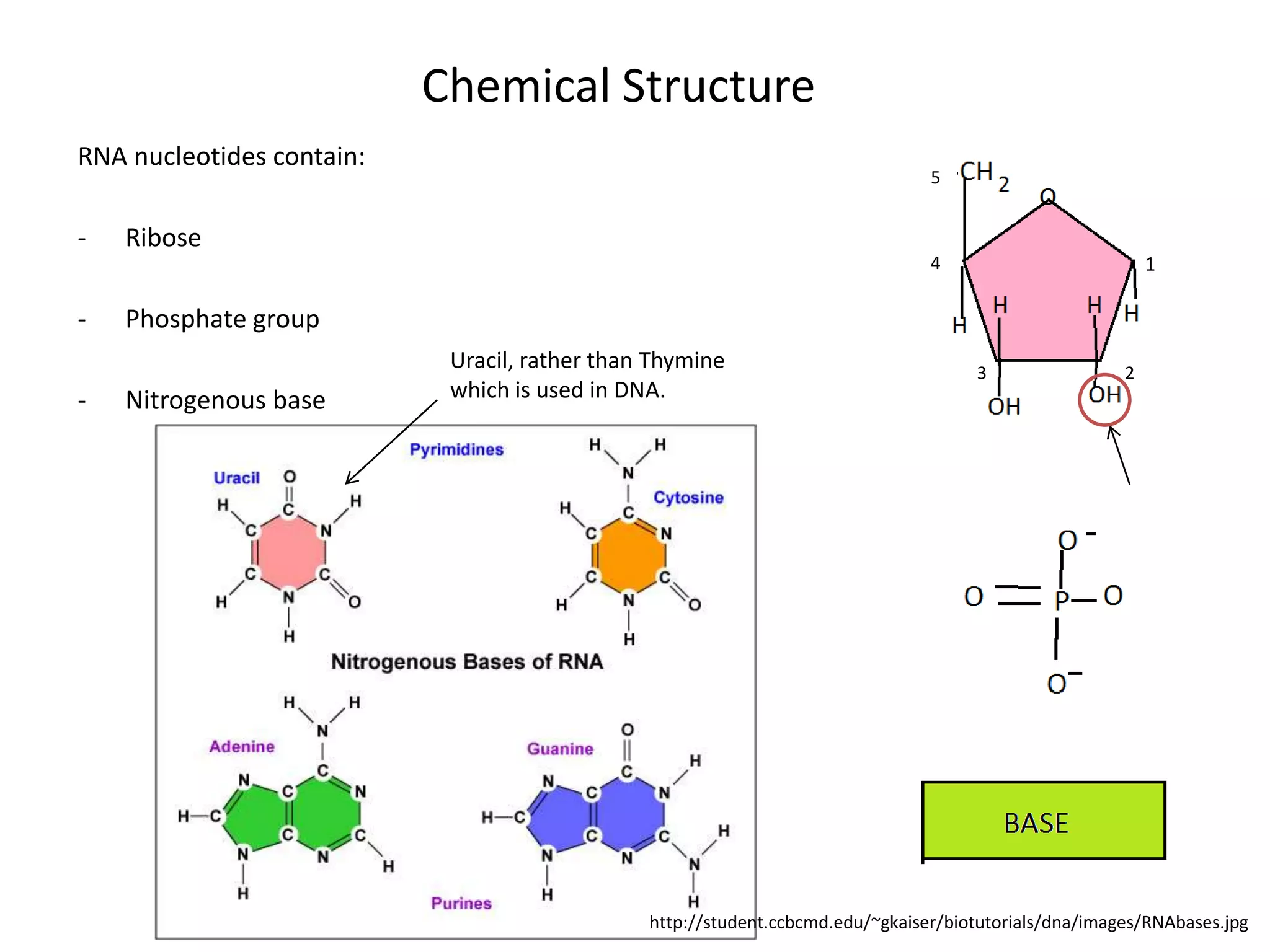 Rna nucleotides chemical structure, function, importance of bases | PPT