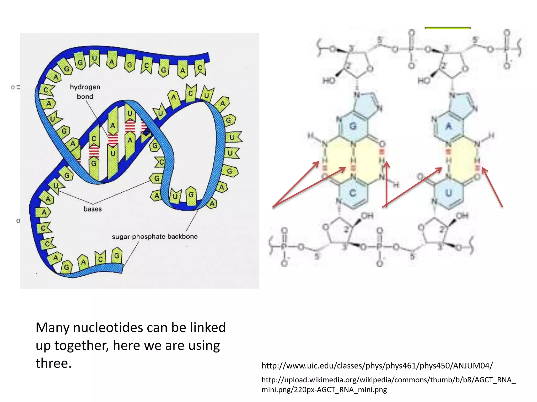 Rna nucleotides chemical structure, function, importance of bases | PPT