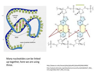 Rna nucleotides chemical structure, function, importance of bases | PPTX