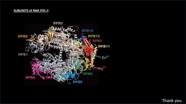 Rna pol ii | PPTX