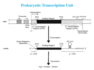Rna polymerase | PPTX
